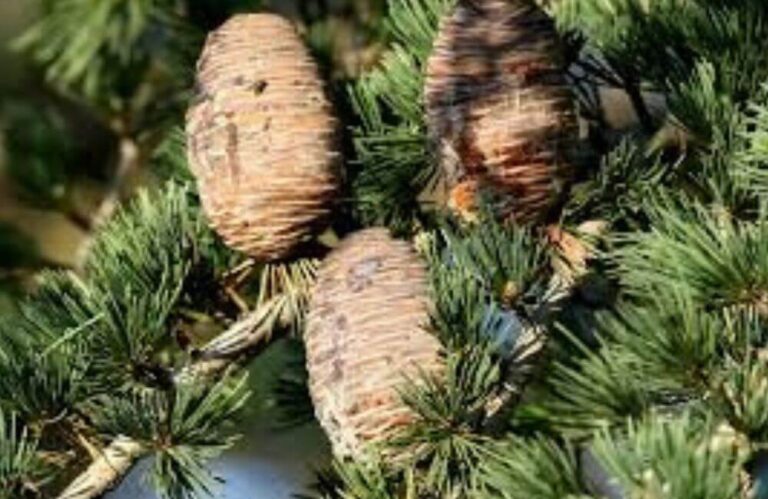 Deodara - Nepal Essential Oil Producers Association